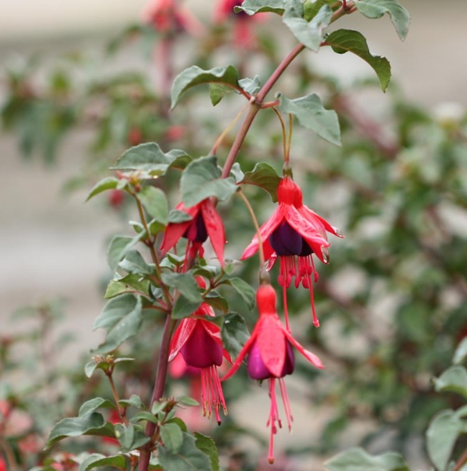 Fuchsia - Buskar - Trädgårdsväxter - Cramers.fi