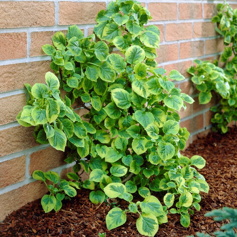 Klätterhortensia - Klätterväxter Övriga - Cramers.fi