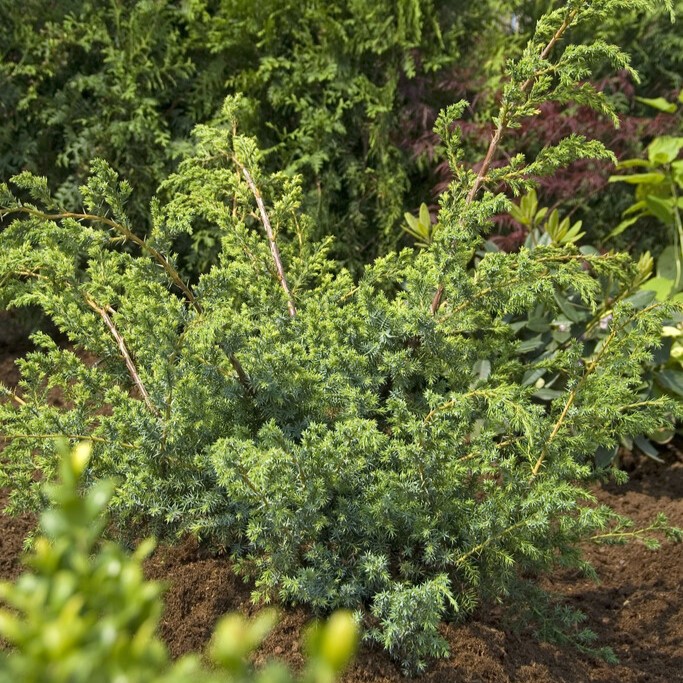 Juniperus chinensis Blue Alps, Kinesisk En - Cramers.fi