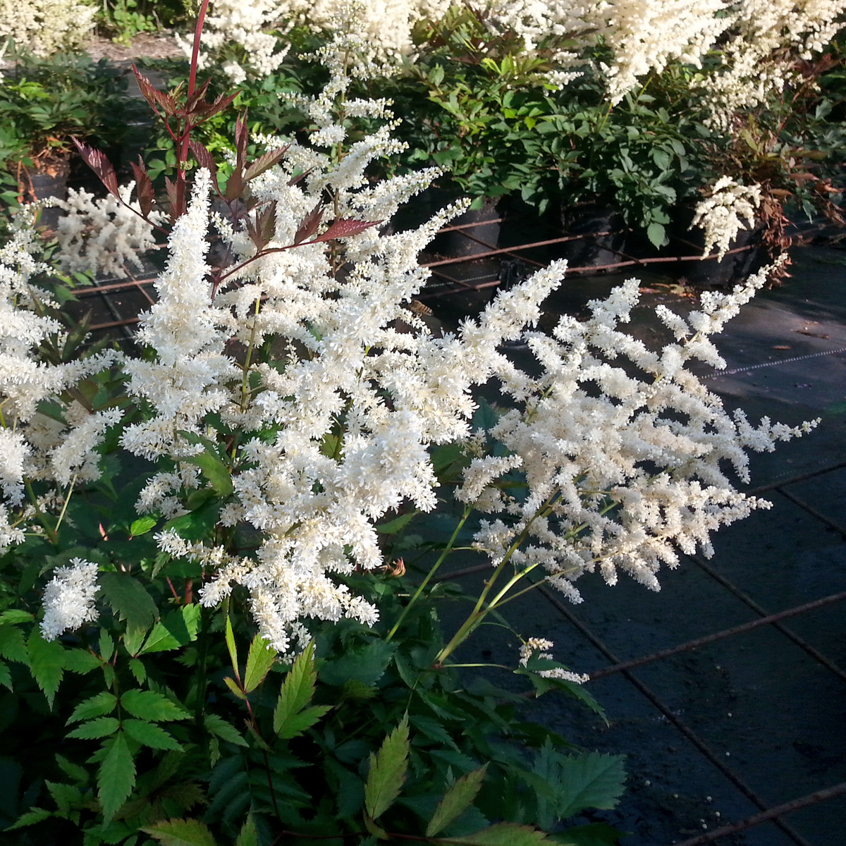 Silverastilbe - Perenner - Cramers.fi