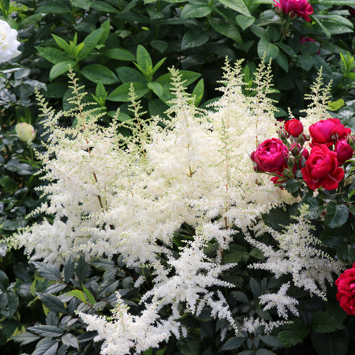 Silverastilbe - Perenner - Cramers.fi