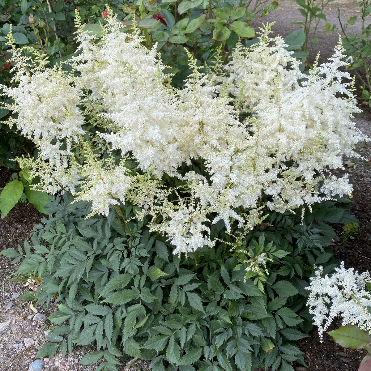 Silverastilbe - Perenner - Cramers.fi