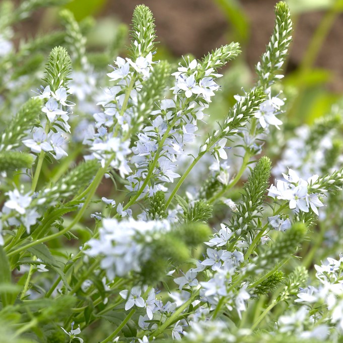 Veronica prostrata Alba, Mattveronika, P9cm